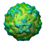 AFM Virus Particle Averaging