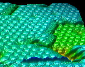 AFM Virus Particle Averaging