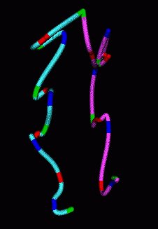 Chromosome Organization in Drosophila