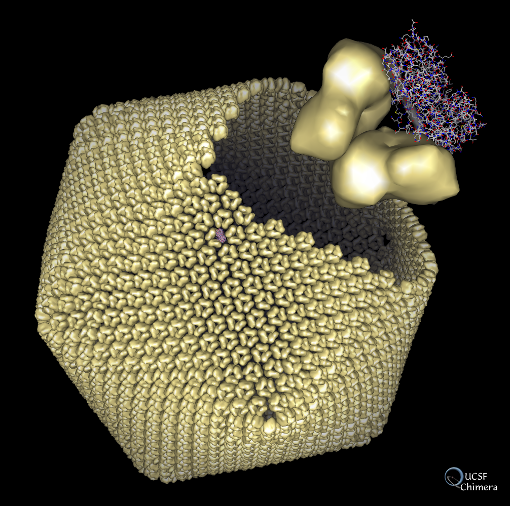 Chimera Image Gallery