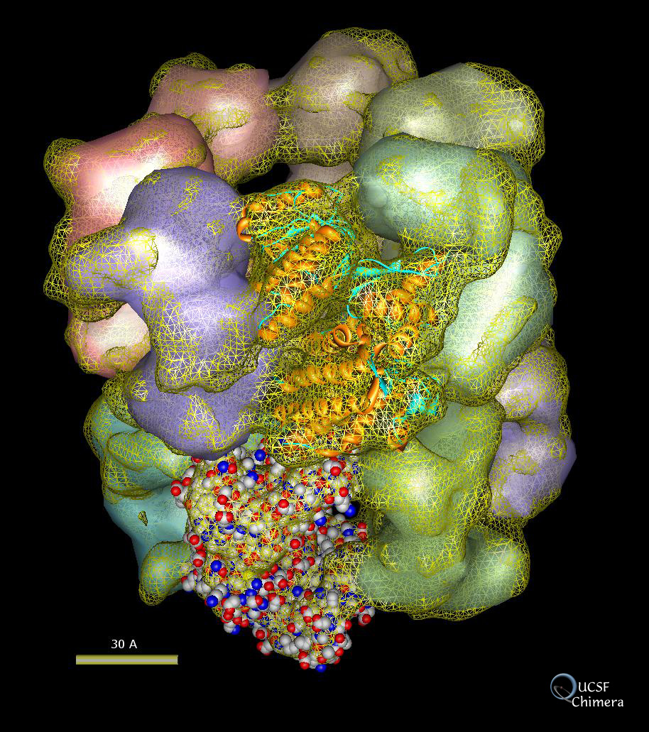 Chimera Image Gallery