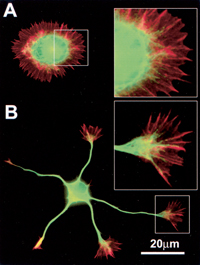 Publication-Quality Images with UCSF Chimera