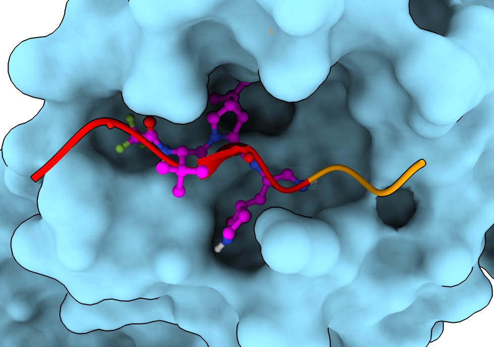 ChimeraX structure visualization